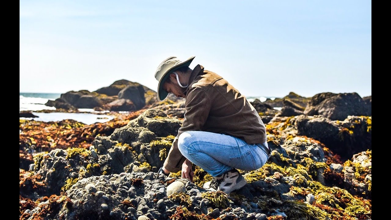 Coastal foraging for beginners: EASIEST shellfish to forage! Making RISOTTO