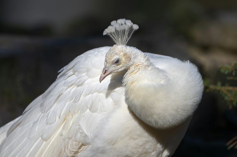 Albino Animals Prove Beauty Comes In All Shapes And Forms