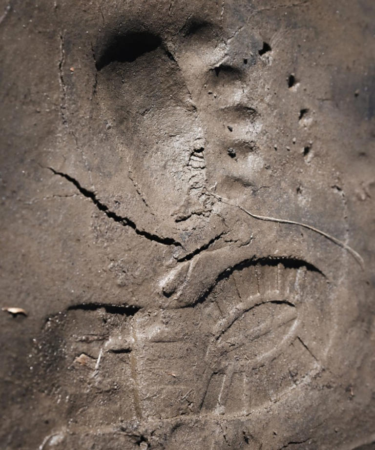 Yellowstone ecosystem grizzlies dying at record pace in 2025