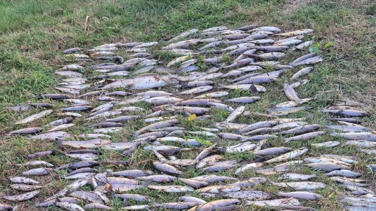 Inadequate State response to fish kill resulted in lack of evidence ...