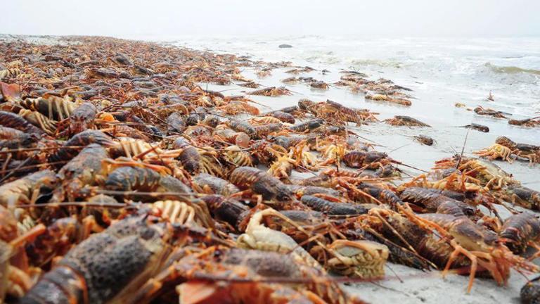 West Coast shellfish die-off raises health concerns from paralytic toxins