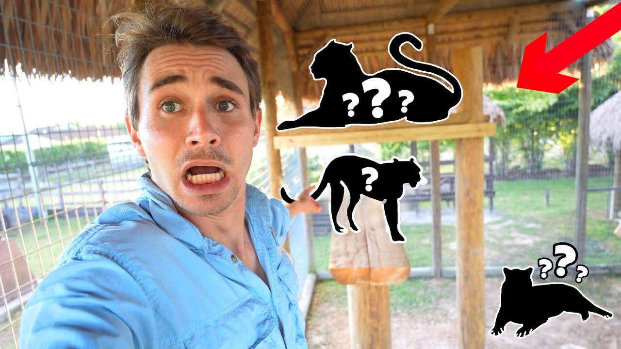 Building a safe haven for jaguars