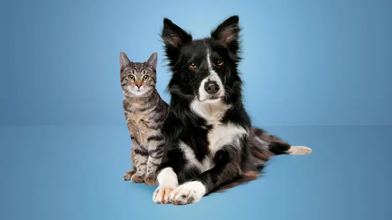 How Does Pet Insurance Work? A Financial Safety Net for Your Pet’s ...