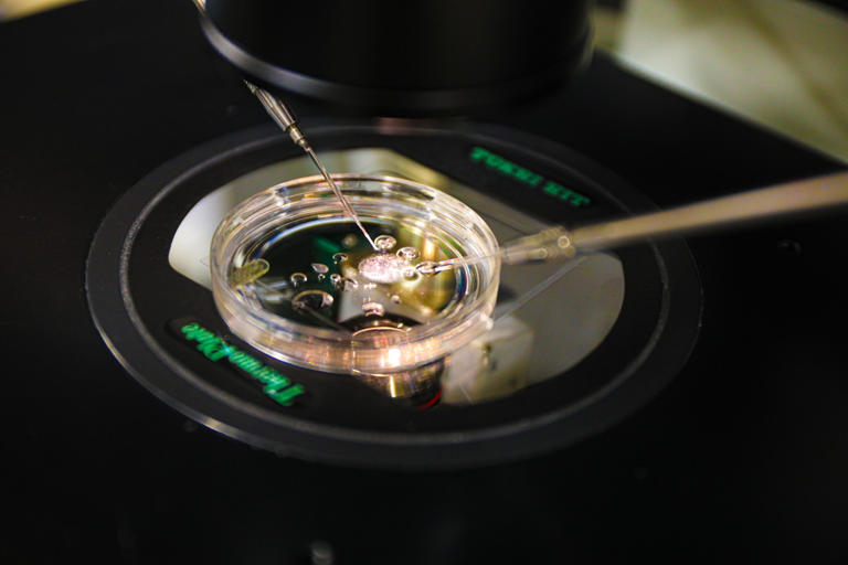 Scientists created human eggs in a lab dish. But were they fit for ...