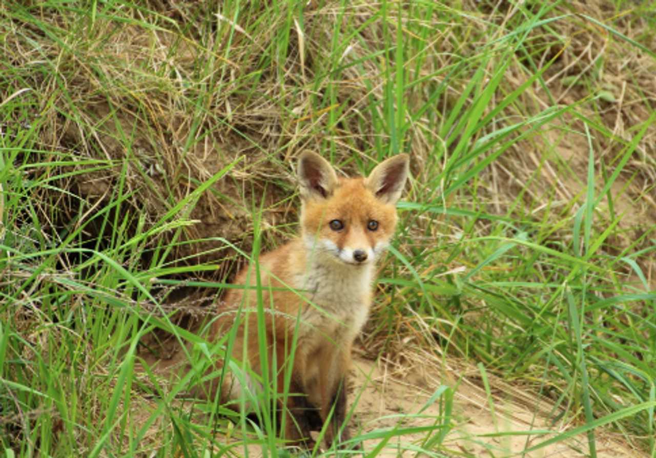 Woman injured saving dog from rabid fox during Maryland attack, police say