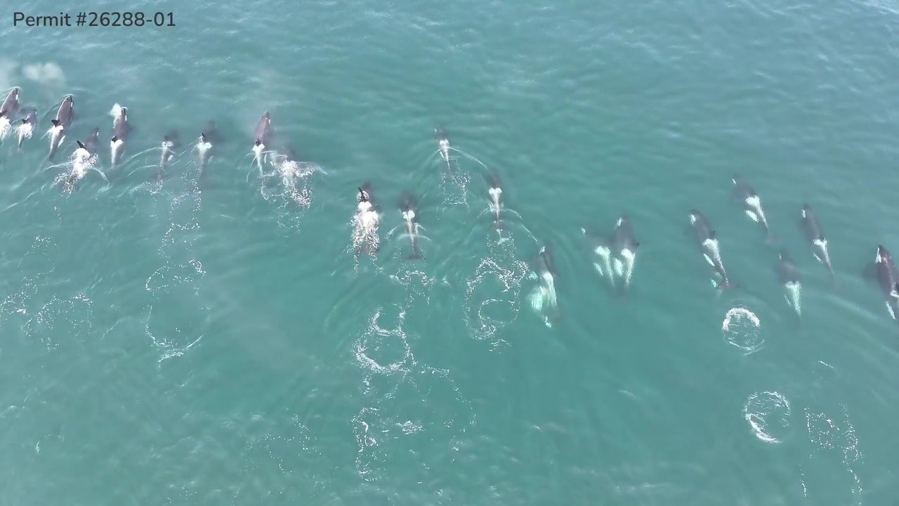 Drone video shows endangered WA southern resident orca pod