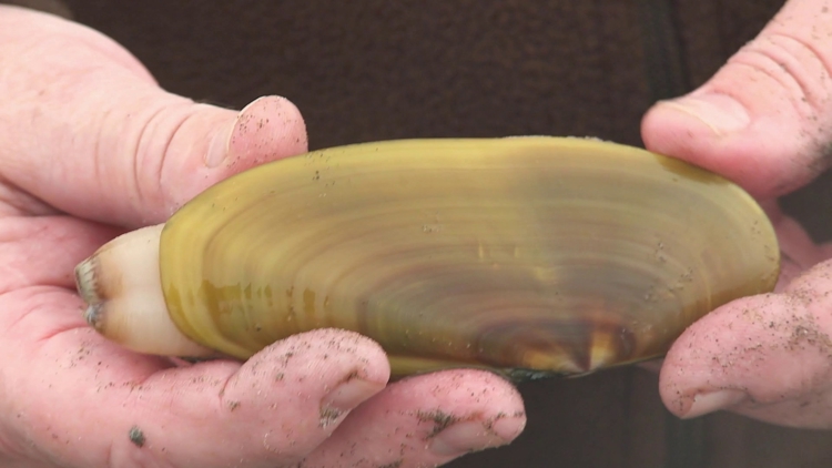 Razor clamming returns to North Oregon beaches Wednesday