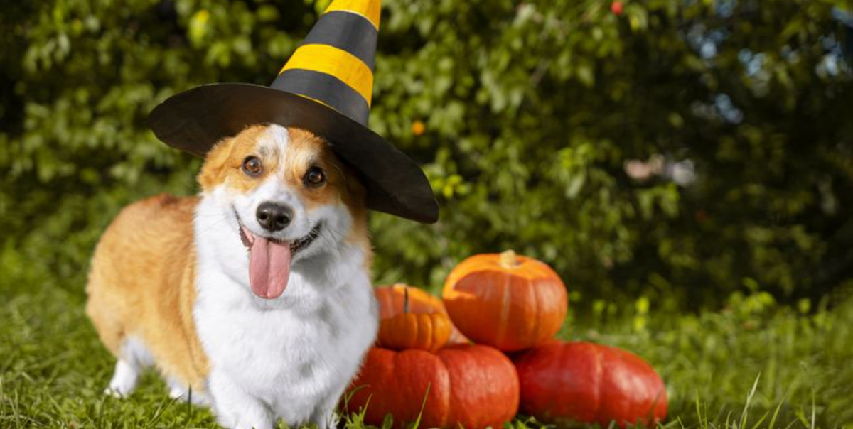 These Halloween-Themed Dog Names Are Pawsitively Spooky