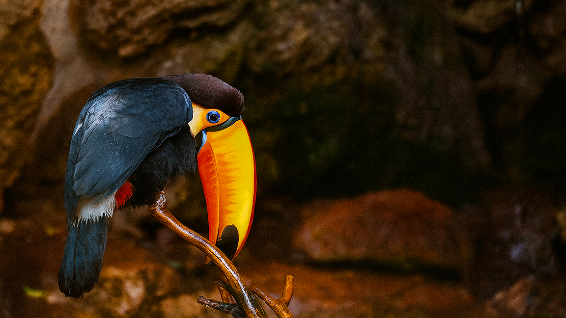 Amazon Rainforest Wildlife: Jewel of the Tropics