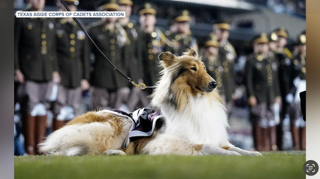Texas A&M mourns Reveille IX, beloved 'First Lady of Aggieland'