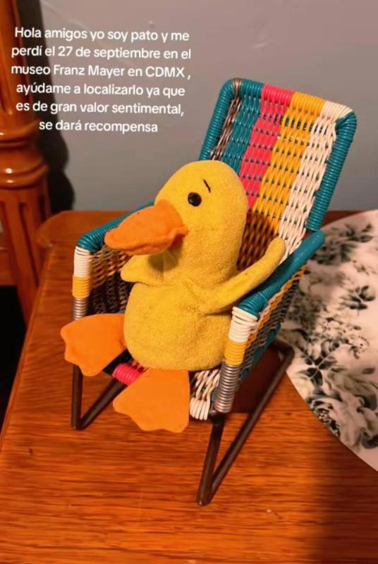 Pato, el peluche viral, desaparece en el Museo Franz Mayer: recompensan ...