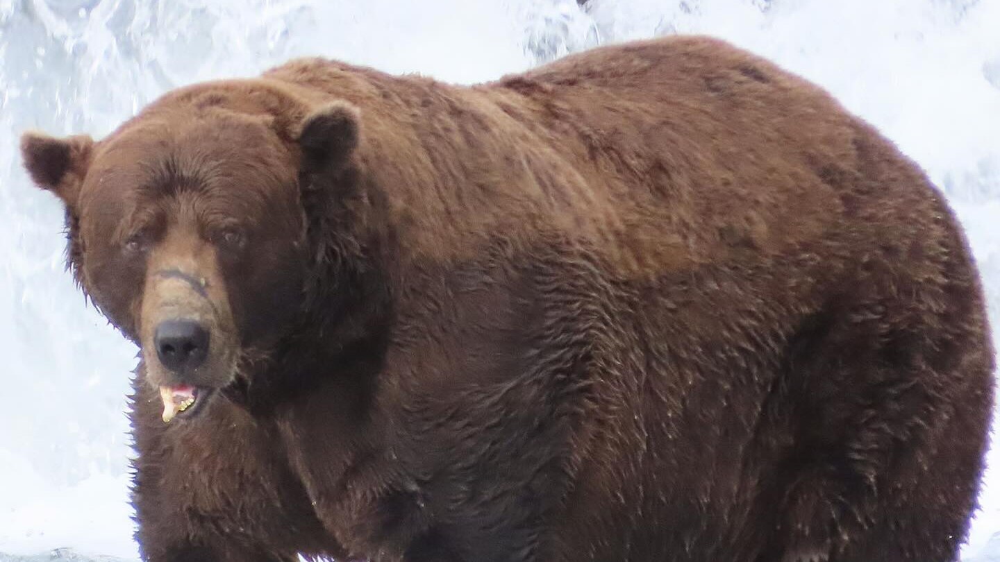 Fat Bear Week 2025 won by 32 Chunk, who overcame broken jaw to stack on ...