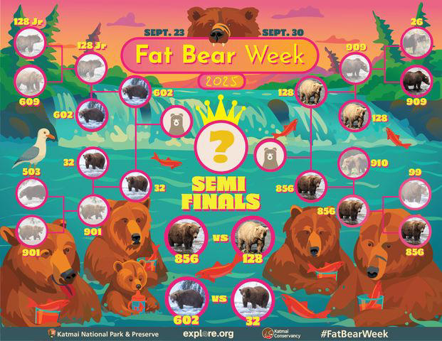 Fat Bear Week 2025 Has Crowned a Winner! See the Results and Meet the ...