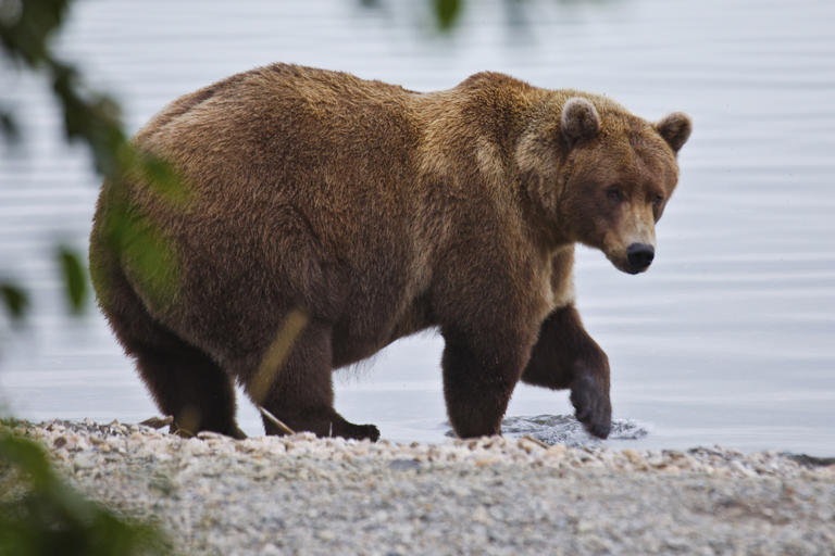 Chunk, a 1,200-pound bear with a broken jaw, wins Alaska's popular Fat ...
