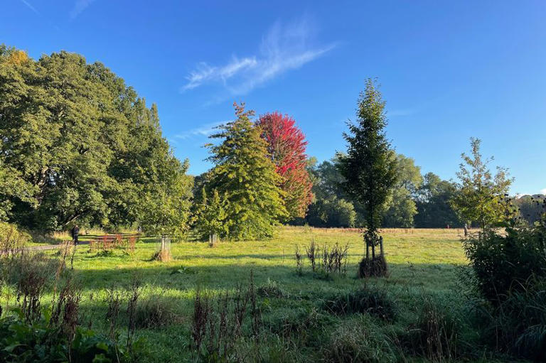 The south Manchester park where gorgeous autumn leaves are starting to ...