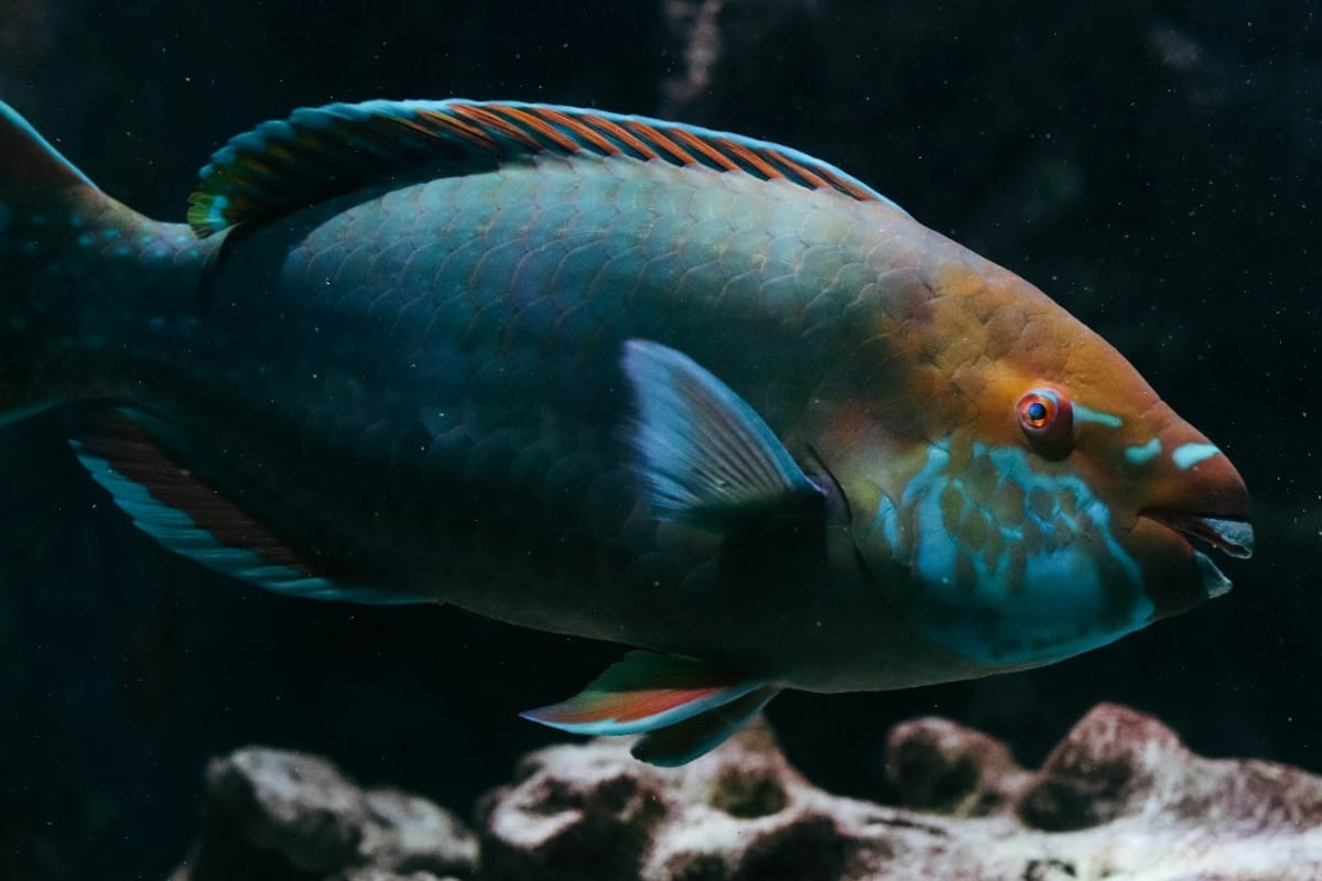 Ikan Kaka Tua dan Rahasia Pantai Pasir Halus yang Nggak Banyak Orang Tahu
