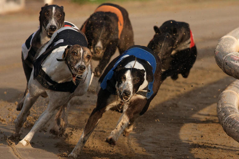 Call for Sheffield Council to support ban on 'cruel, outdated ...