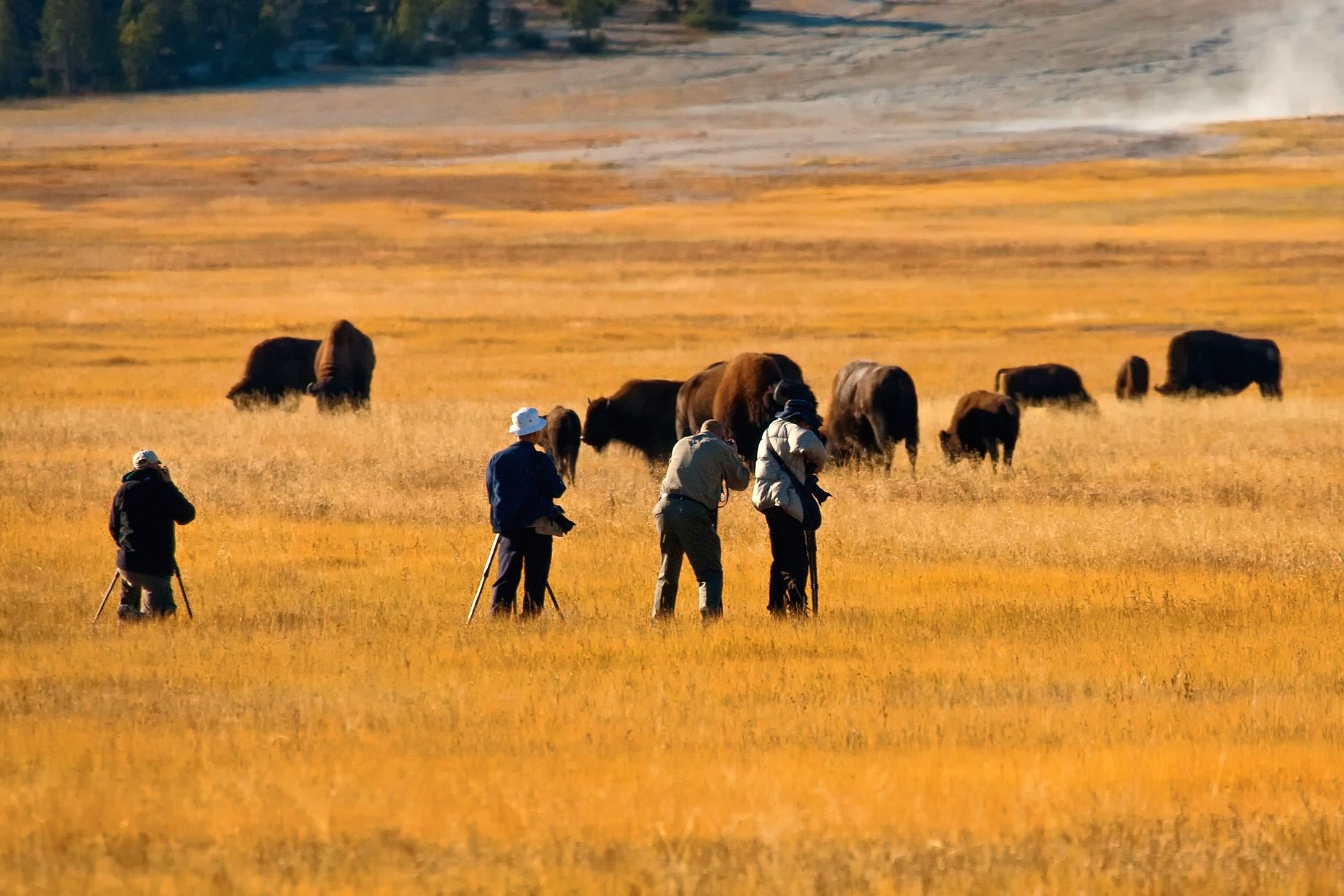 Yellowstone National Park visitors left stunned after witnessing rare ...