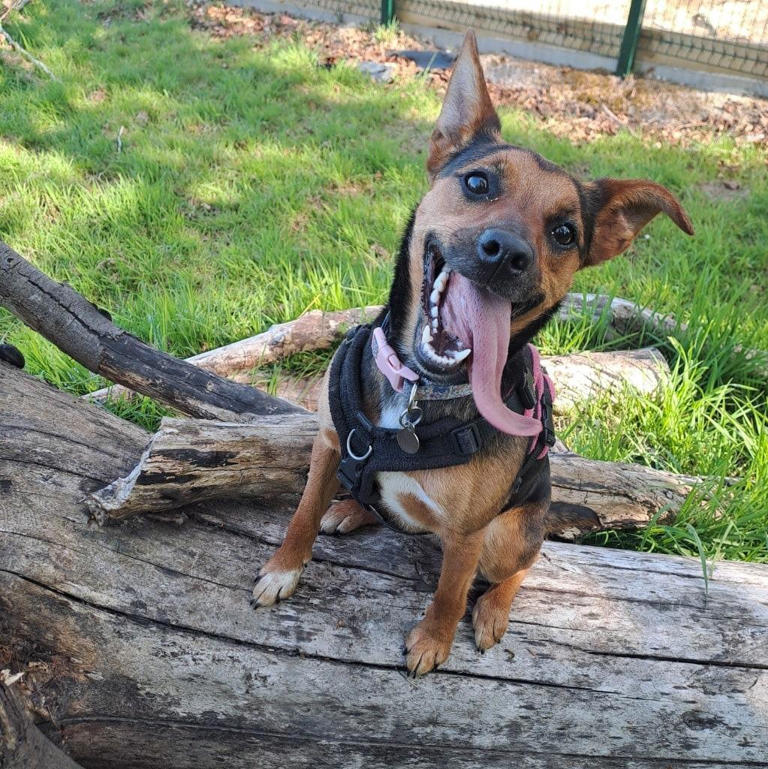 RSPCA urges Sussex residents to rescue dogs amid 'rehoming crisis'