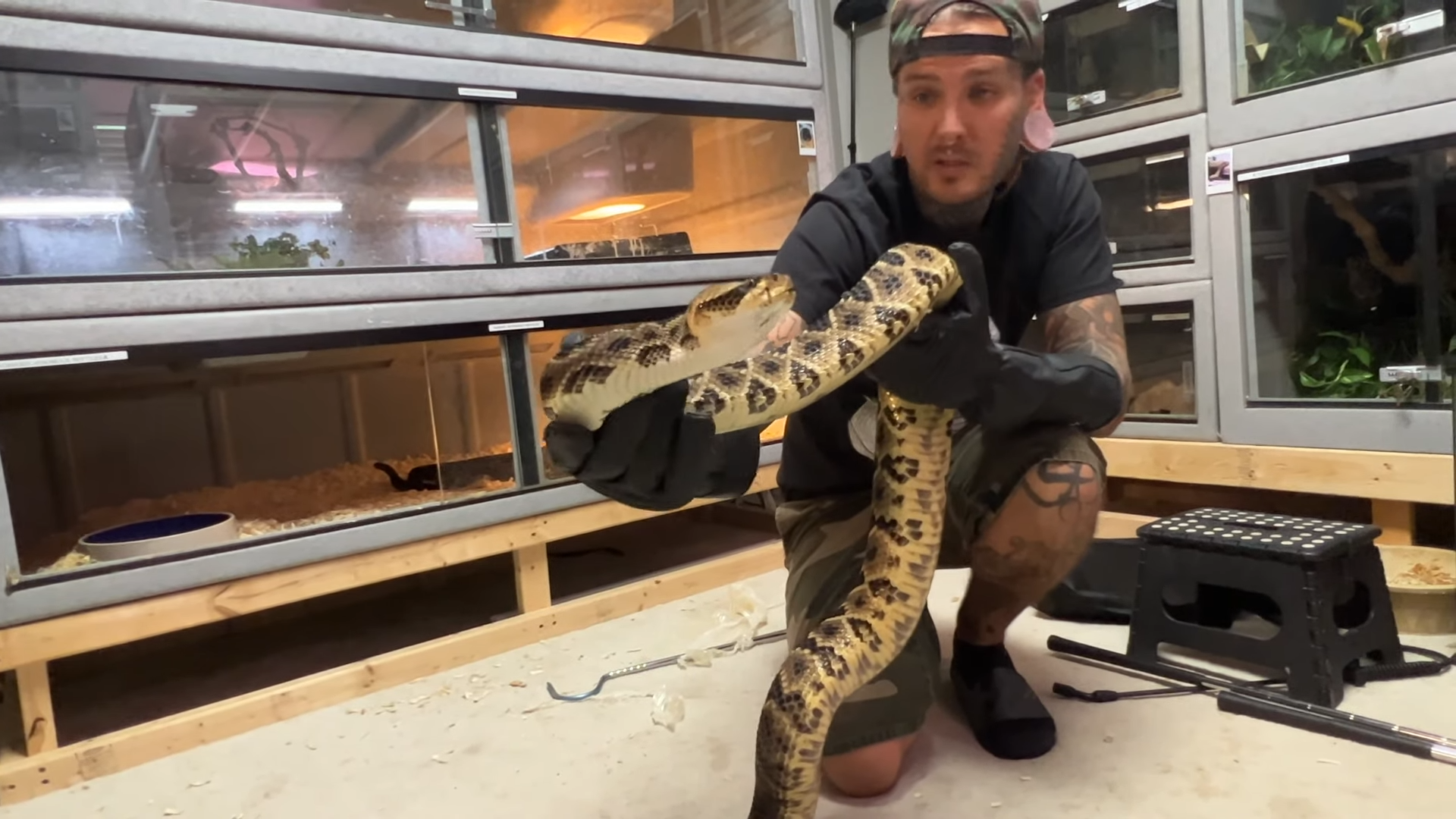 Shipping the World’s Deadliest Rattlesnake