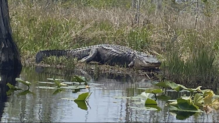 Alligators sightings rising north of Georgia's fall line, experts say ...