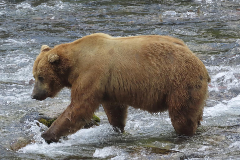 Chunk, a 1,200-pound bear with a broken jaw, wins Alaska's popular Fat ...