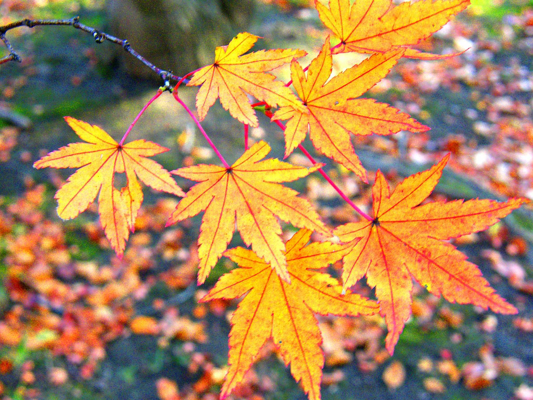 Cool and crisp weather in North Carolina; What to expect for weekend ...