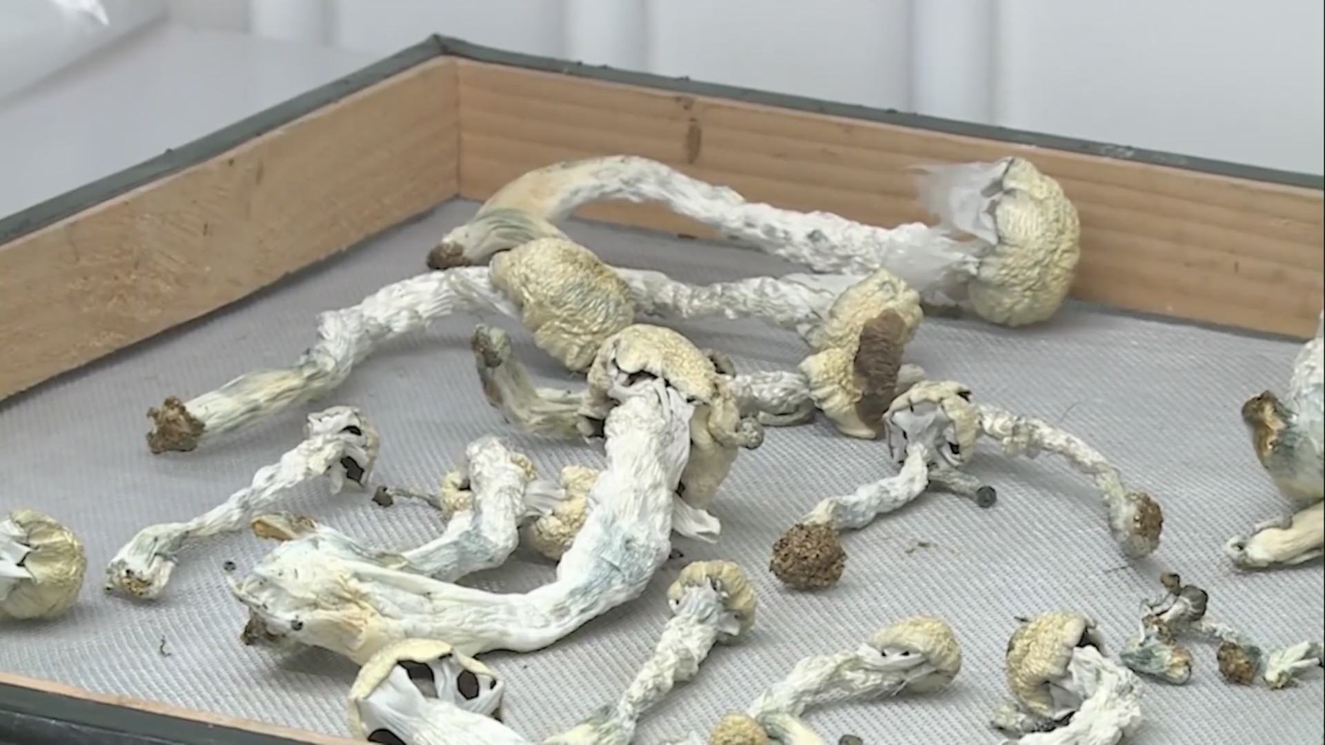 Psilocybin mushrooms harvested in Denver