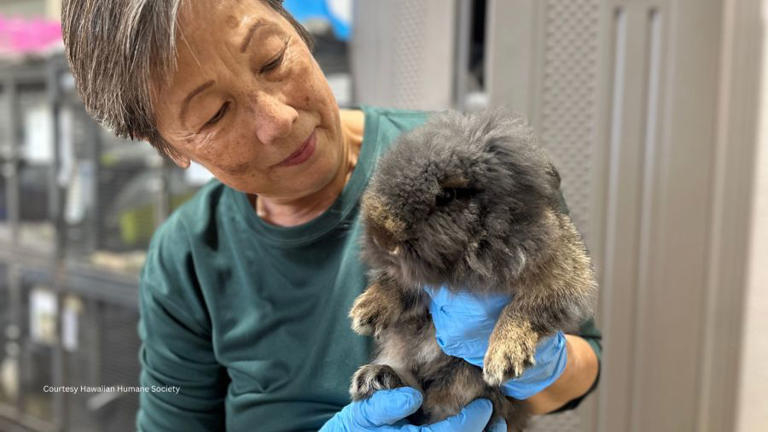 Hundreds of animals adopted in Hawaiian Humane Society’s September event