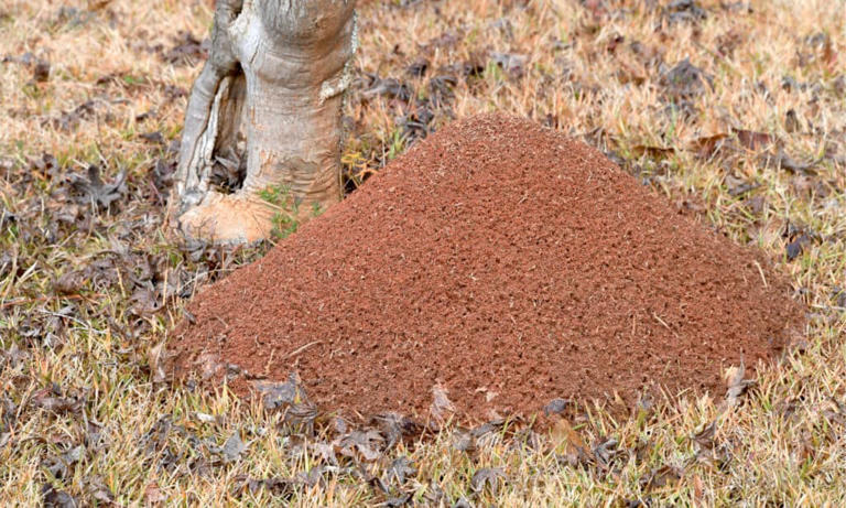 Red Ants vs. Black Ants: 5 Differences to Consider