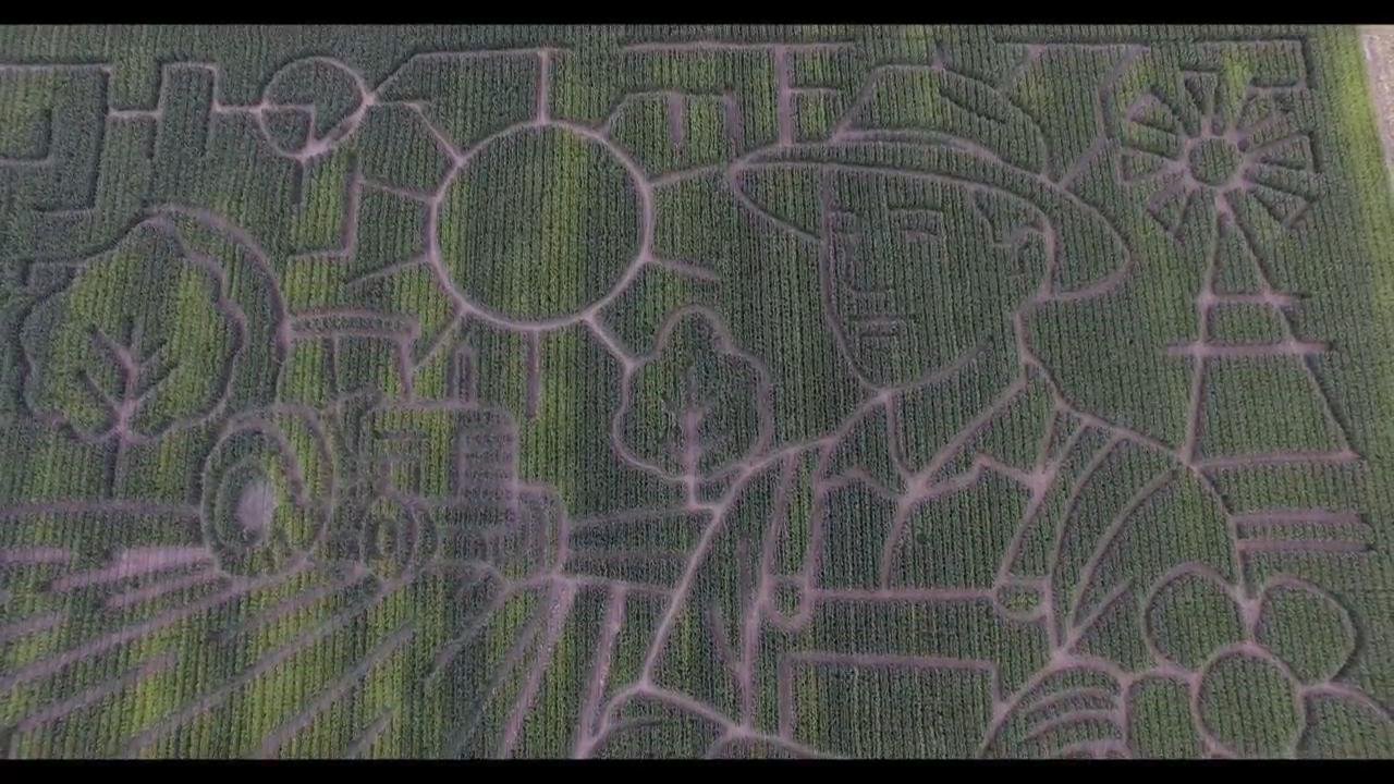 Stalk about a challenge! Colossal corn maze opens in California