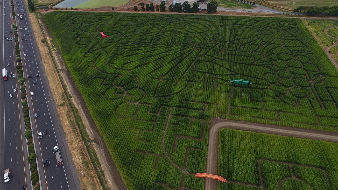 Giant Northern California corn maze lets visitors enjoy getting lost