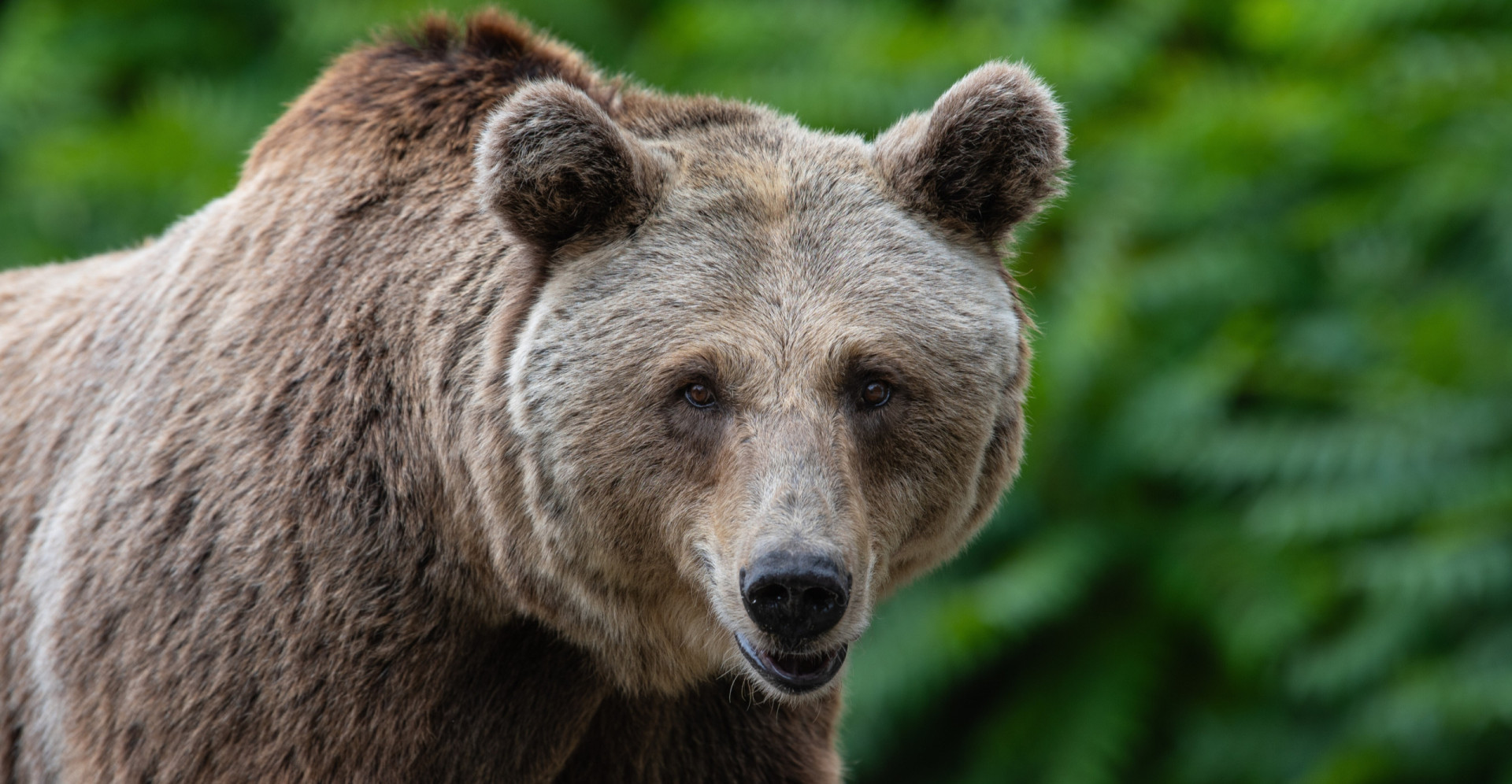 Different types of bears, and how to stay safe around one