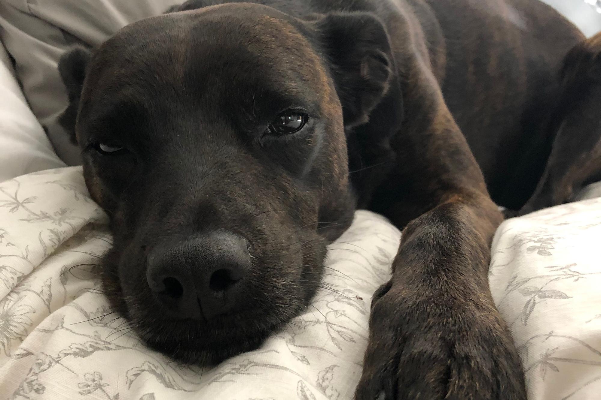 The John Griff Column: The exquisite pain of companionship…