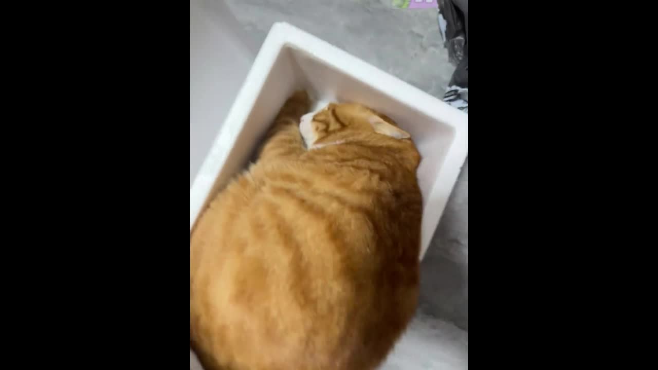 Cat squeezes into styrofoam box in Guangdong, China