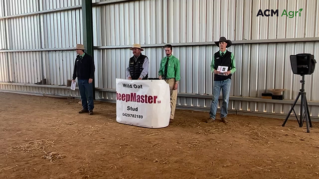 Wild Oat SheepMaster stud ram sale