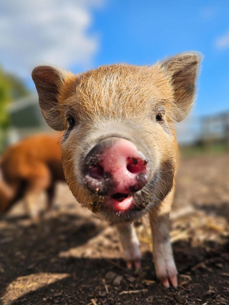 Amersham’s Kew Little Pigs triumphs at national business awards