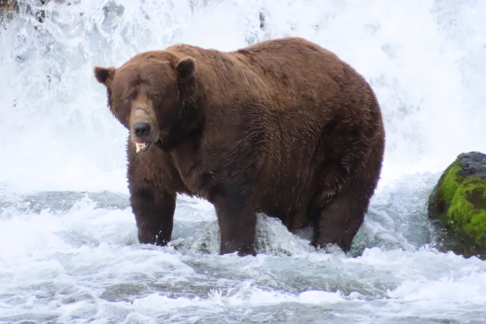 Chunk, a 1,200-pound bear with a broken jaw, wins Alaska’s popular Fat ...