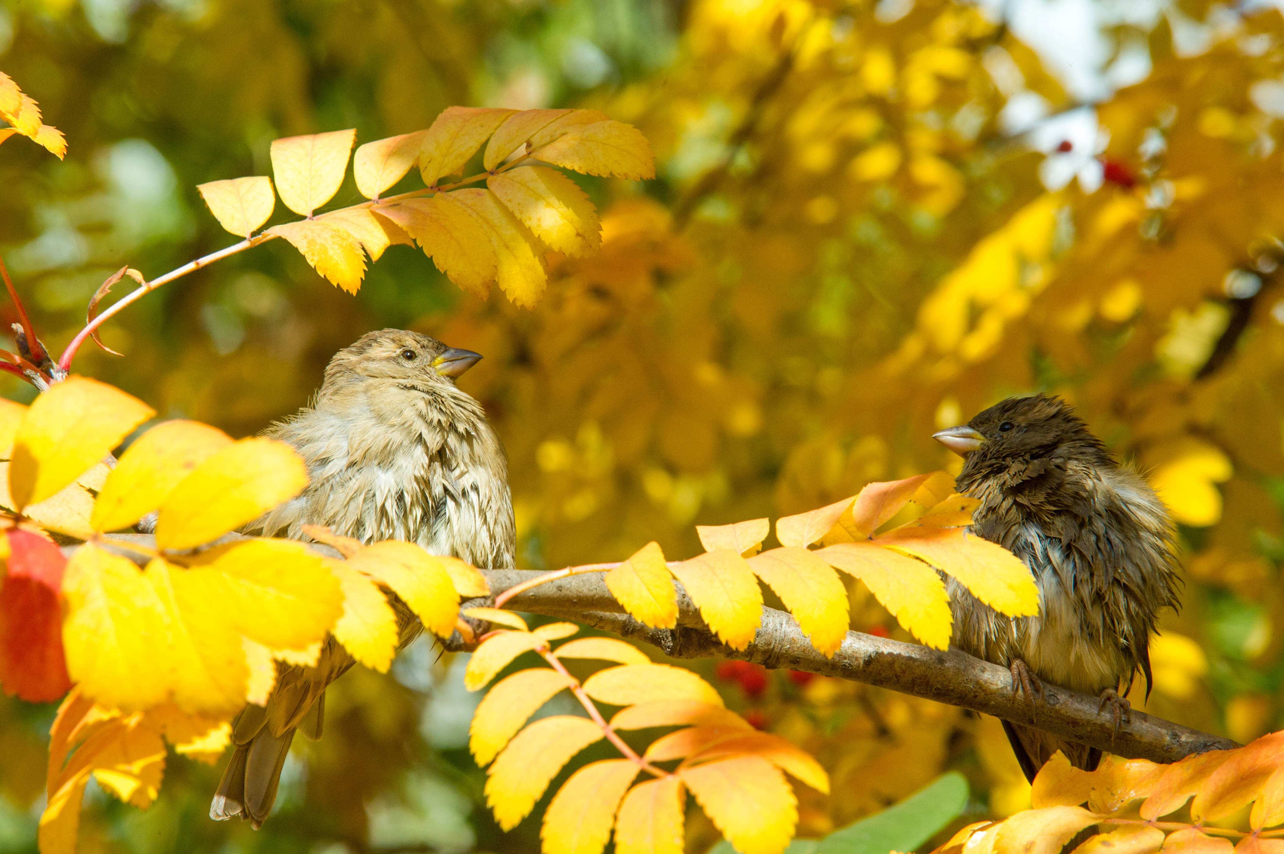 Turn your garden into a fall haven for birds with these flowers