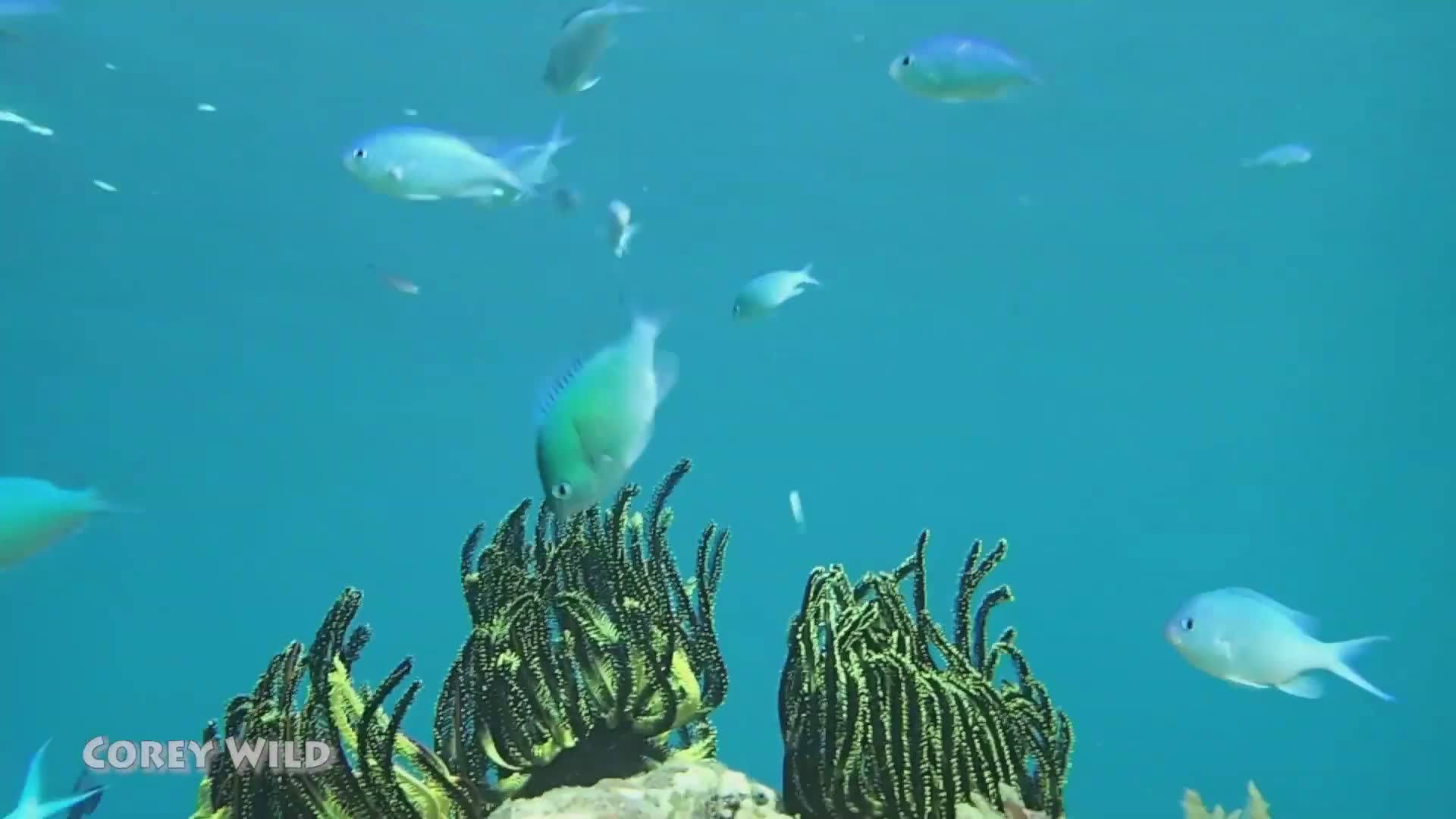 tropical-coral-reef-travel-in-philippines-save-the-coral-reef