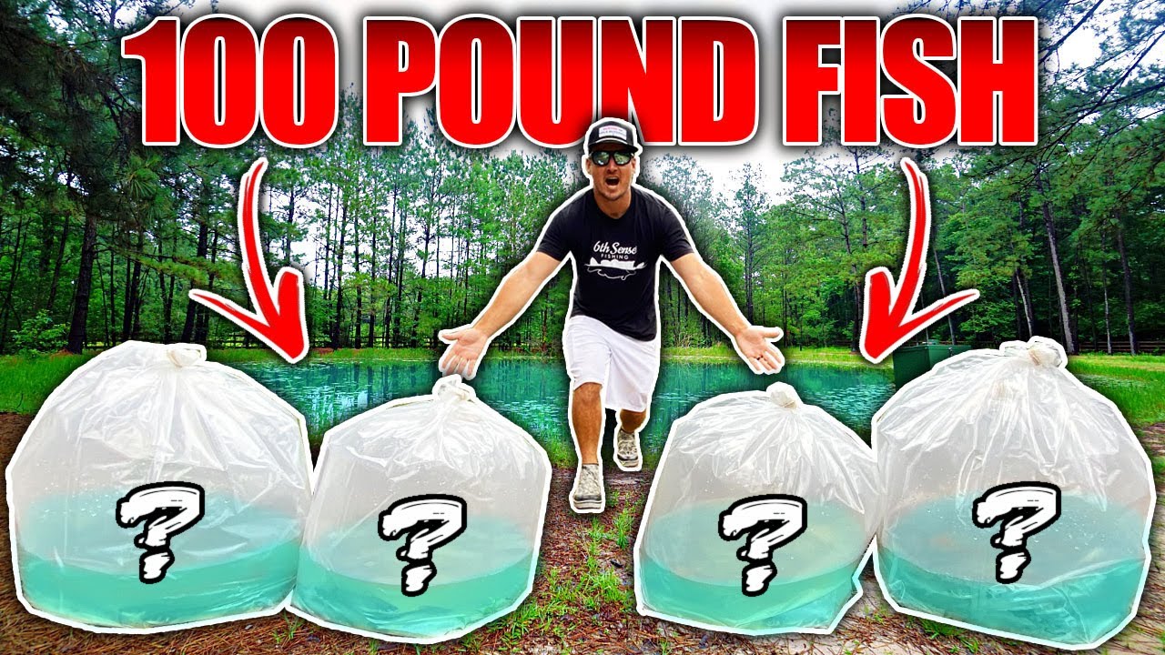 Stocking backyard pond with over 100 pounds of trophy fish