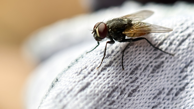 Say Goodbye To Flies In The House With One Fresh-Smelling DIY Oil Trick