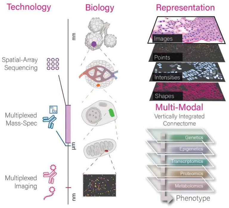 Software tool helps scientists interpret complex spatial data across healthy and diseased tissue