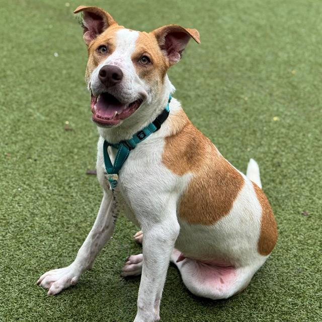 Looking to add a pet to your family? Nacho, Billy, others available at OKC-area shelters