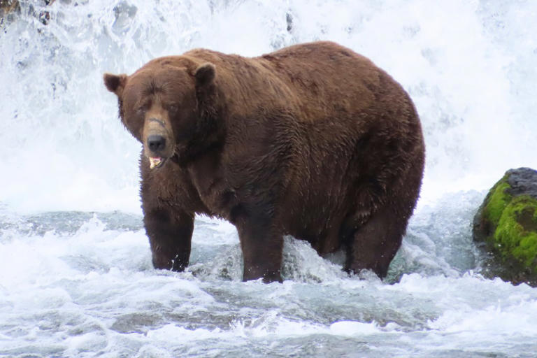 Chunk, a 1,200-pound bear with a broken jaw, wins Alaska’s popular Fat ...