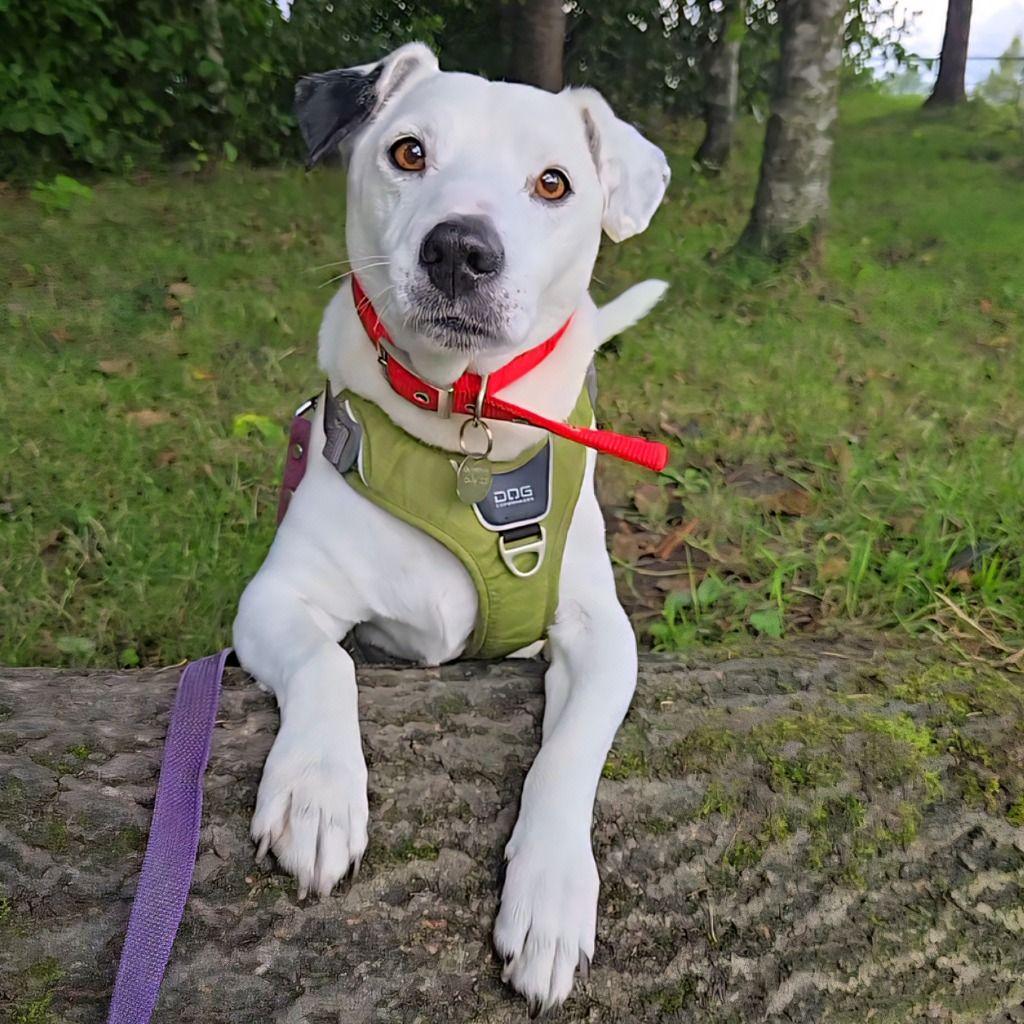 RSPCA urges people to adopt ‘every kind’ of dog including Halifax pooch ...