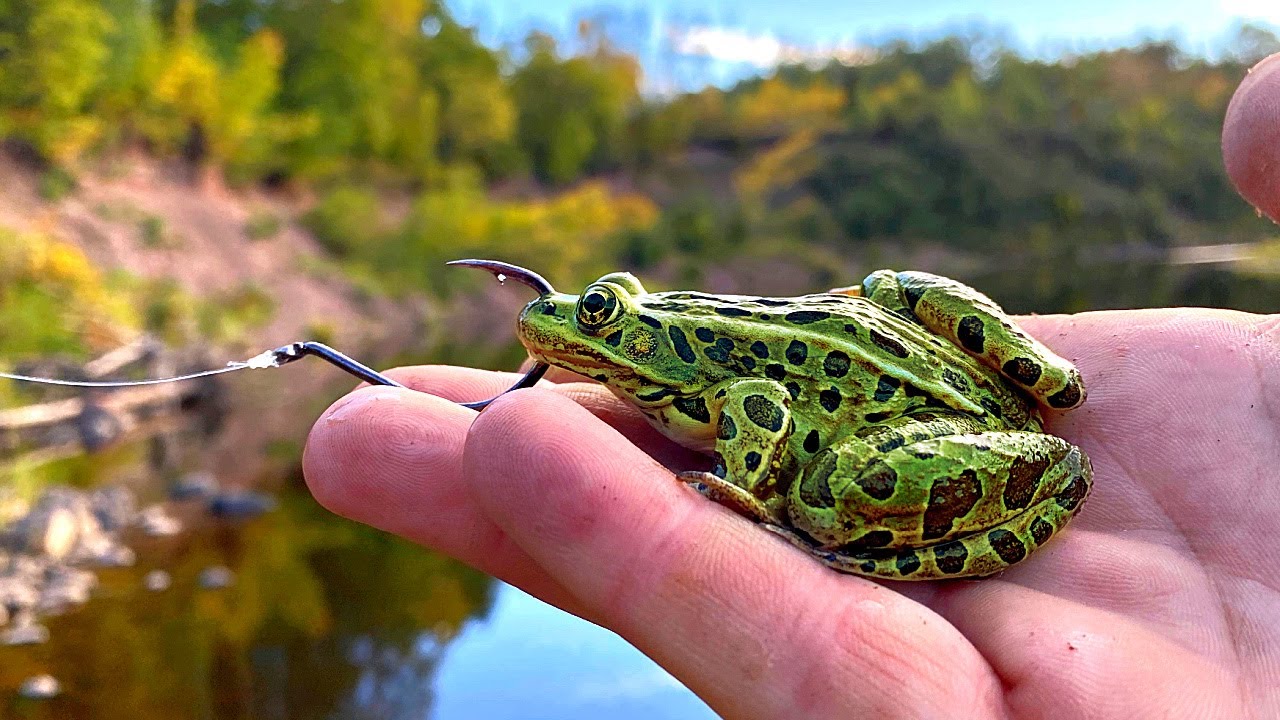 Unbelievable fish catch using live leopard frogs as bait