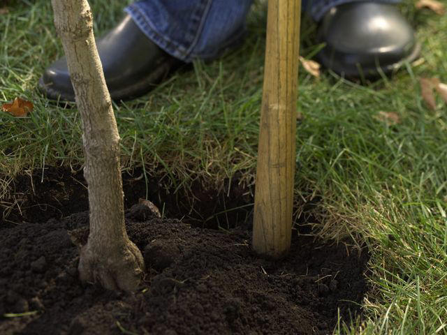 The Worst Tree-Planting Mistake to Avoid If You Want Healthy Growth ...