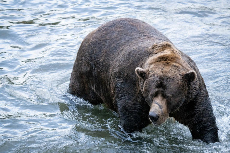 Chunk, a 1,200-pound bear with a broken jaw, wins Alaska’s popular Fat ...