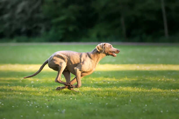 How Fast Can a Dog Run? Speed Comparison by Breeds and Facts